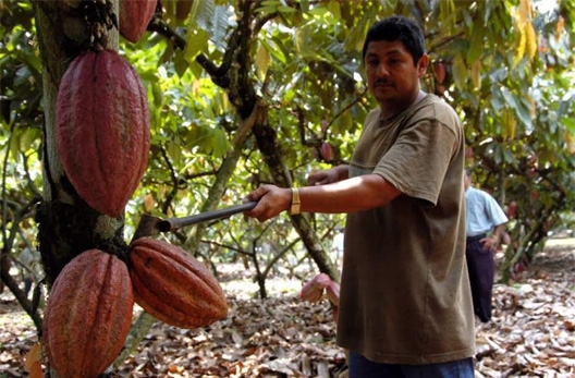 Honduras Aspira A Convertir La Producción De Cacao En Una Gran