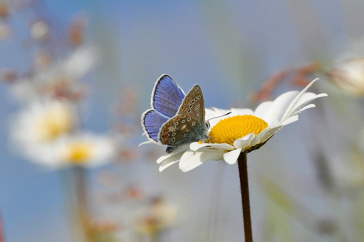 Descubren por qué cambian los colores de las mariposas - Proceso Digital