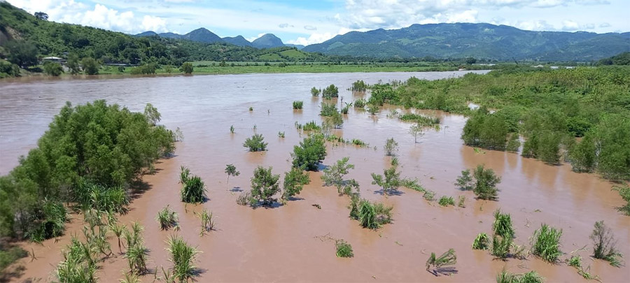 Río Ulúa inunda platanares y cañeras en Pimienta, Cortés - Proceso Digital