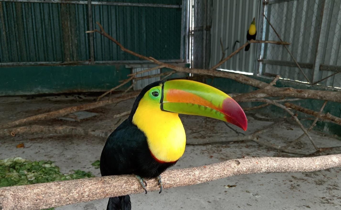 Diez animales silvestres serán liberados en la Biosfera del Río Plátano ...