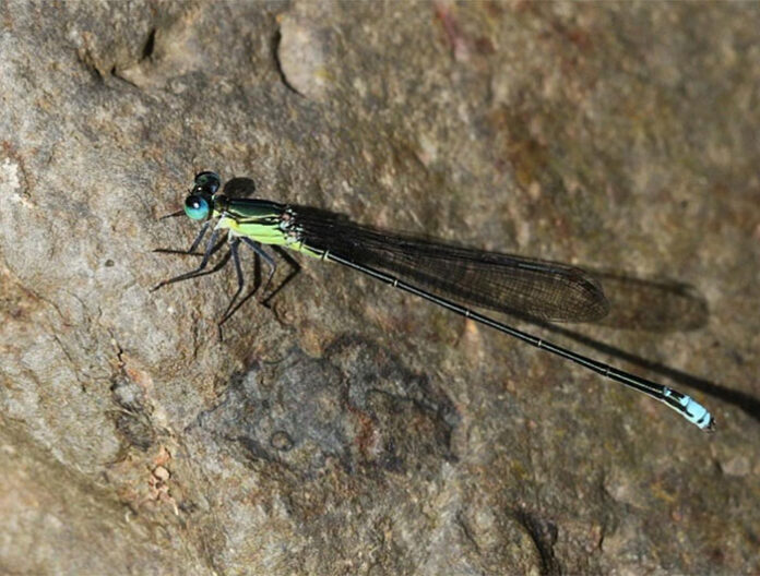 Descubren una nueva especie de libélula en las islas Fiyi - Proceso Digital