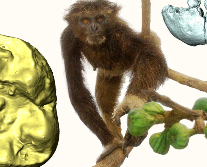 El gran simio más pequeño conocido vivió en Europa hace 11 millones de ...
