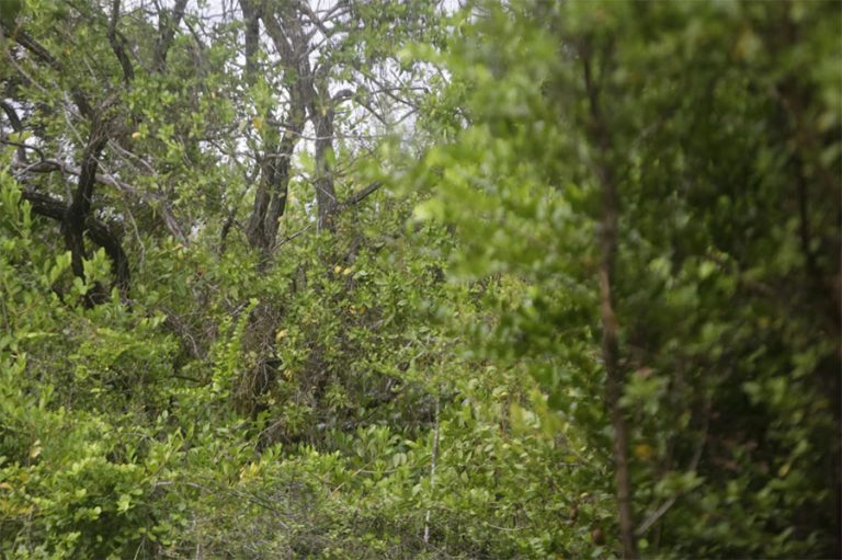 Los manglares regresan a una antigua base de comunicaciones militares ...