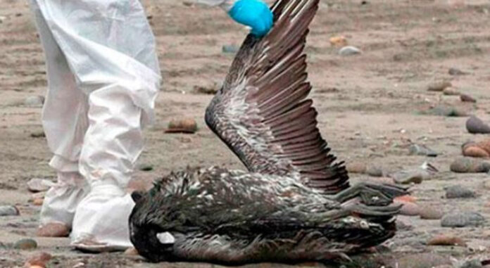 Autoridades reportan 320 aves silvestres muertas por influenza aviar en ...