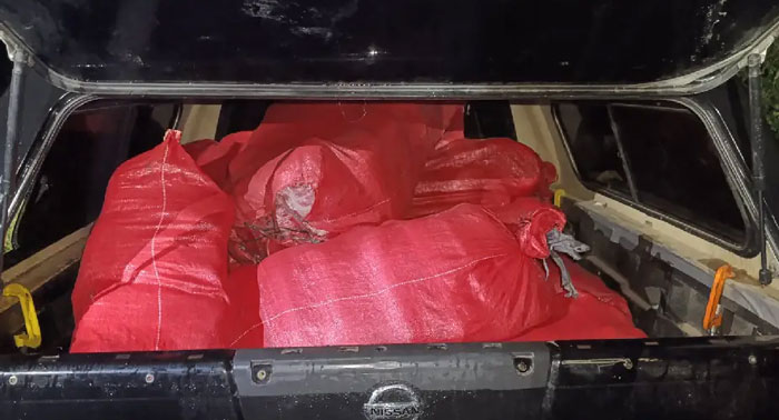 Incautan 172 kilos de cocaína en Pimienta, Cortés - Proceso Digital